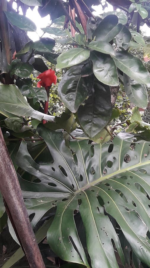 Unknown Red Flowers in Tree Stock Image - Image of tree, flowers: 149568925