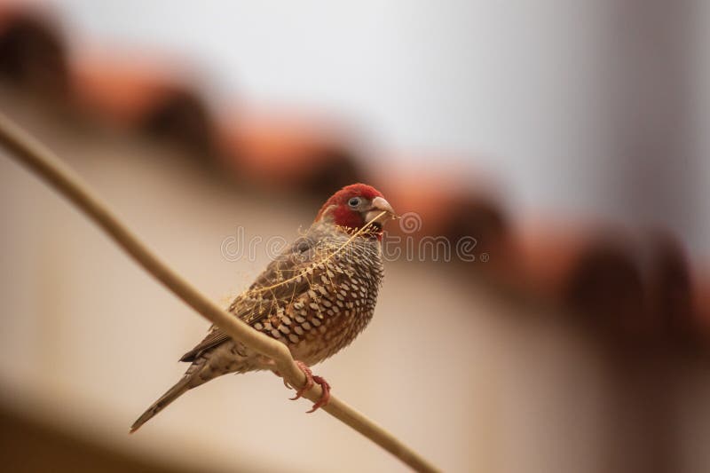 Unknown Red Headed Bird stock photo. Image of unknown - 184660408