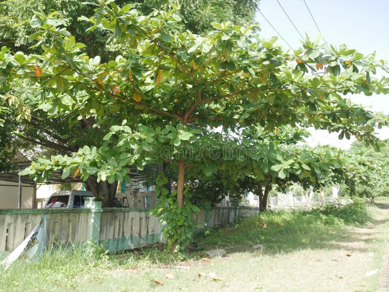 An Unknown Tree Grows in Front of the House. Stock Photo - Image of ...
