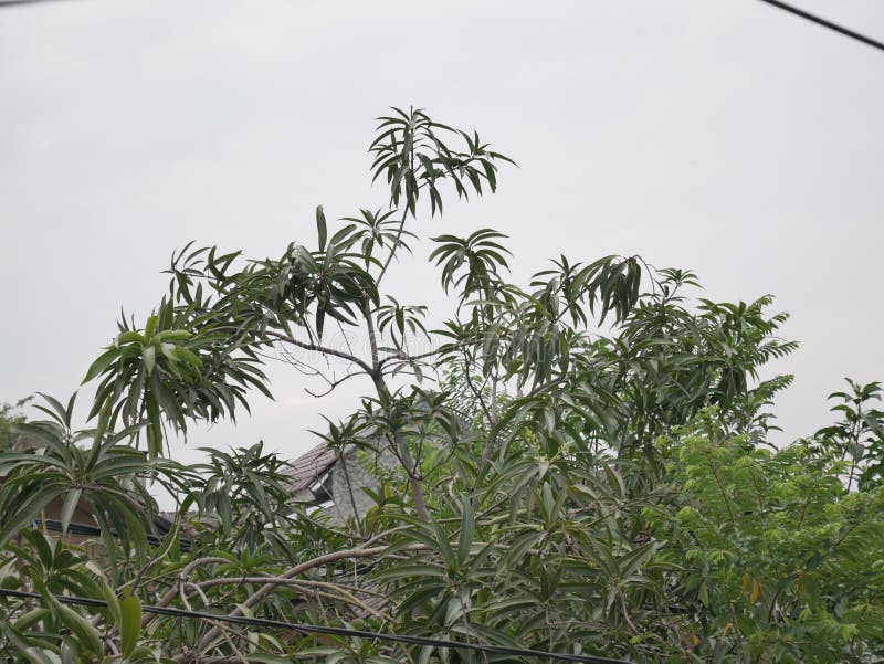 An Unknown Tree, Which Grows in an Area Near the House. Stock Photo ...