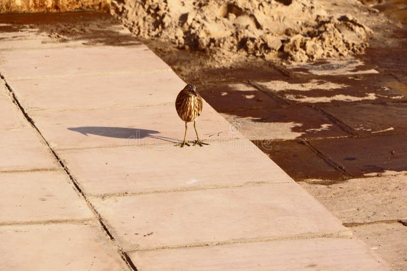 Unknown water bird stock photo. Image of holiday, colorful - 171457946