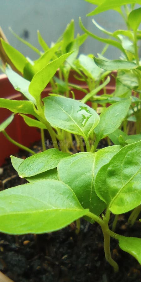 Wild Chilli Plants Stock Photos - Free & Royalty-Free Stock Photos from ...