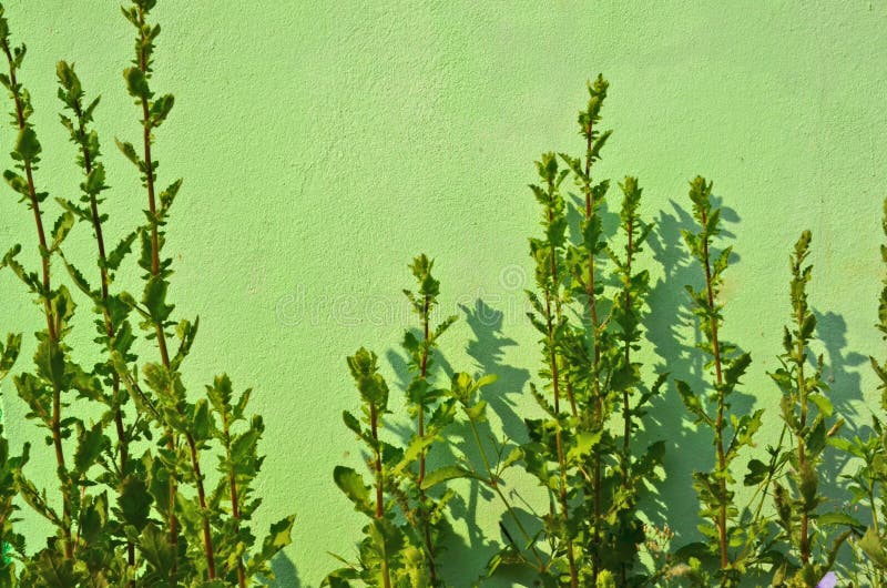 Unknown Wild Weed with Shadow on Green Wall Stock Photo - Image of ...