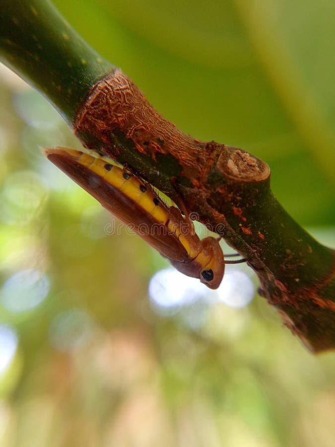 Unkown bug on a branch stock photo. Image of unkown - 147563912
