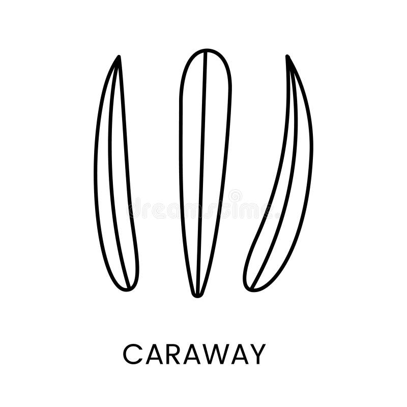 Unleash the Potential of Cumin with the Visually Captivating Cumin Line ...