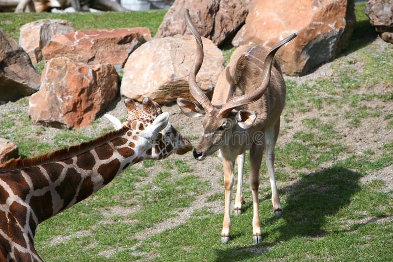 Unlikely Friends stock image. Image of mammals, ears, kiss - 2064993