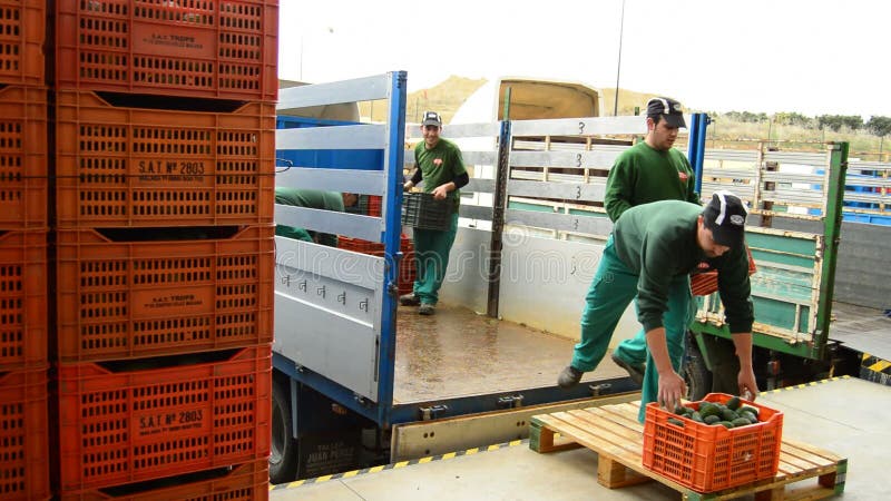 Unloading Boxes of Avocado, Industry Fruit Stock Footage - Video of ...