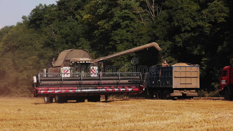 Unloading the Combine Harvester. Harvest Season, Work in the Field ...