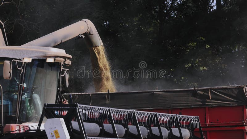 Unloading the Combine Harvester. Harvest Season, Work in the Field ...
