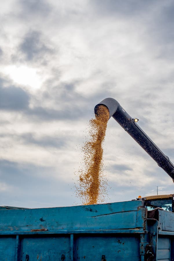 Unloading Corn Grain from the Combine into a Trailer after Harvesting ...