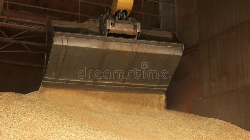 Loader Bucket Loading Grain Close Up. Stock Image - Image of industry ...