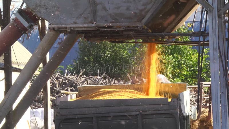 Unloading Corn from the Machine at the Elevator Stock Video - Video of ...