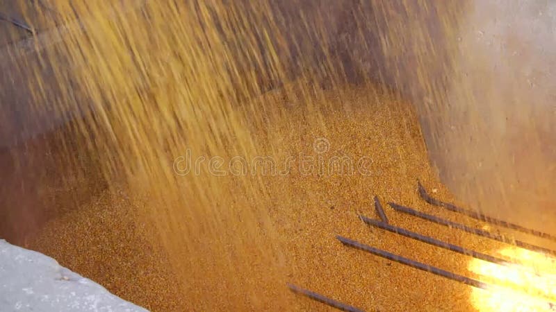 Unloading Corn from the Machine at the Elevator Stock Video - Video of ...
