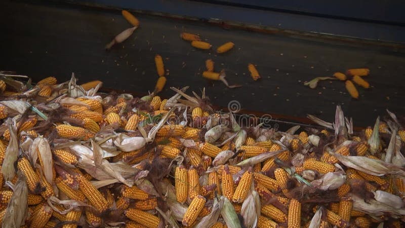 Unloading Corn from the Machine at the Elevator Stock Footage - Video ...