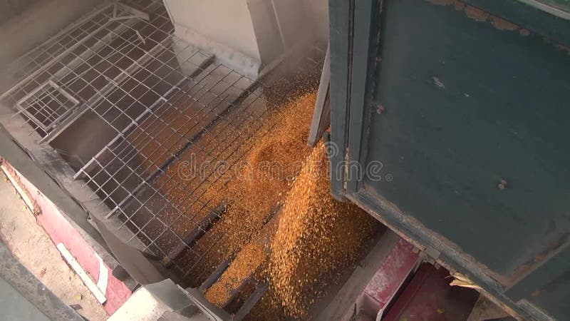 Unloading Corn from the Machine at the Elevator Stock Video - Video of ...