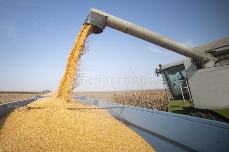 Unloading Corn Maize Grains at Field during Harvest Stock Image - Image ...