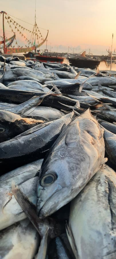 Unloading Fish Catches in the Morning, Still Looks Fresh Shiny, the ...