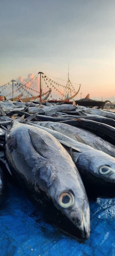 Unloading Fish Catches in the Morning, Still Looks Fresh Shiny, the ...