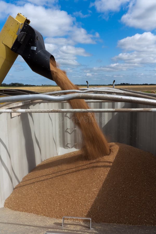 Unloading Grain stock photo. Image of farming, afternoon - 10786378