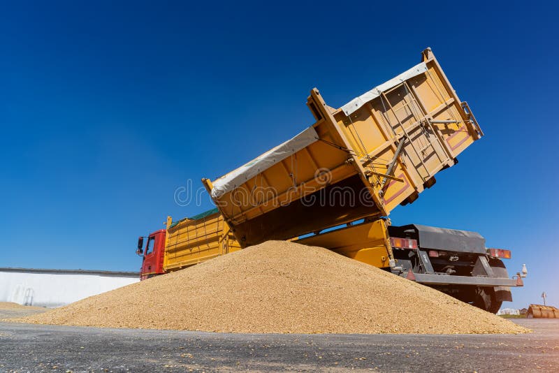 Unloading Grain from a Truck Brought from the Field for Drying Stock ...