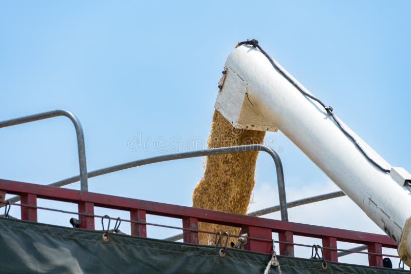 Un Loading Paddy Grain Just Been Harvested Stock Photo - Image of grain ...