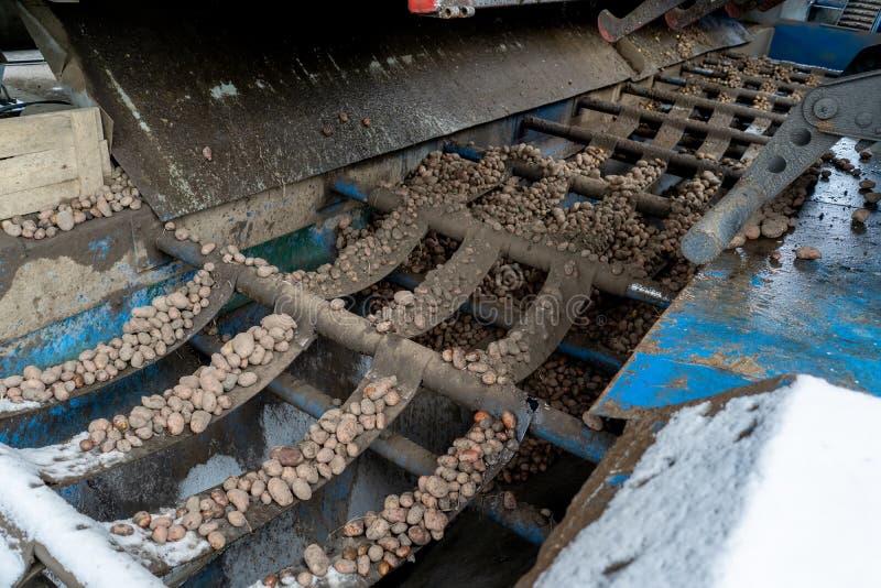 Unloading Potatoes at the Factory for Further Processing. Starch ...