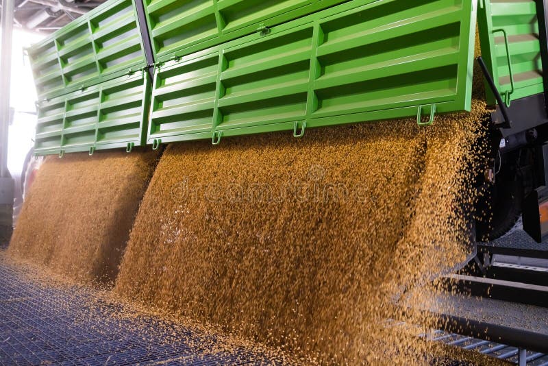 Unloading Soybeans into the Silo Stock Image - Image of unloading, silo ...