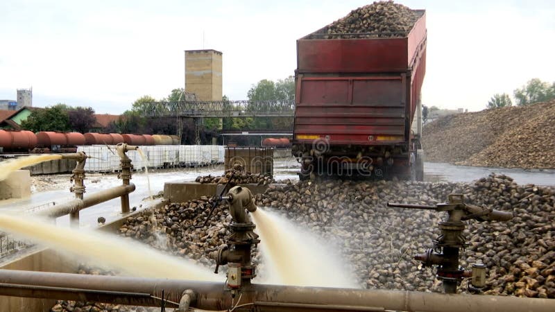 Unloading Sugar Beet To the Pool Stock Footage - Video of harvesting ...
