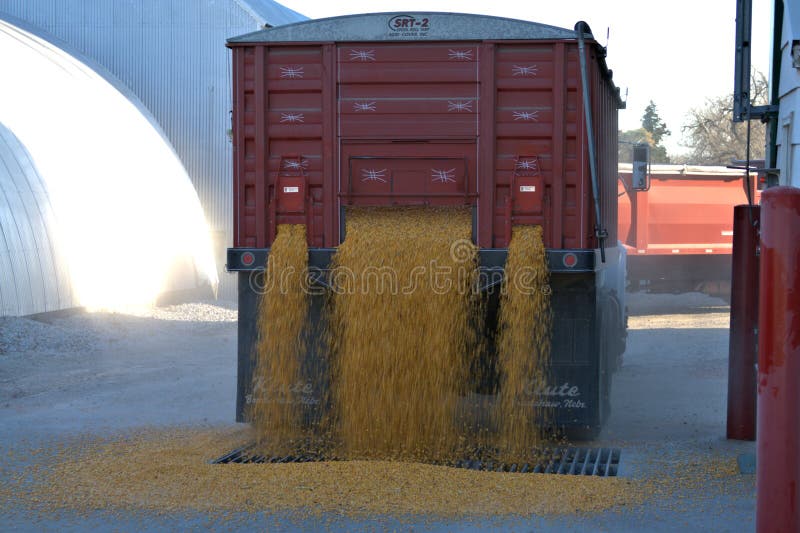 Unloading Truck Load of Corn Stock Photo - Image of flowing, landscape ...