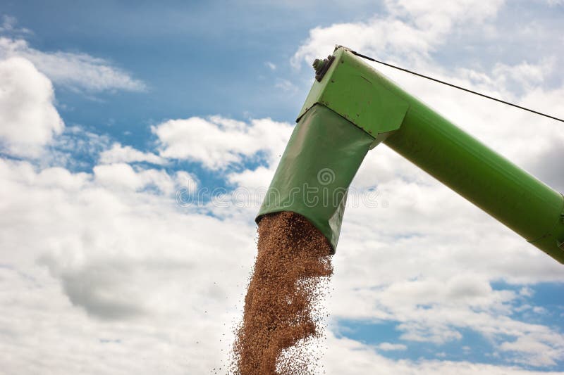 Unloading wheat stock photo. Image of dust, metal, rolling - 20187258