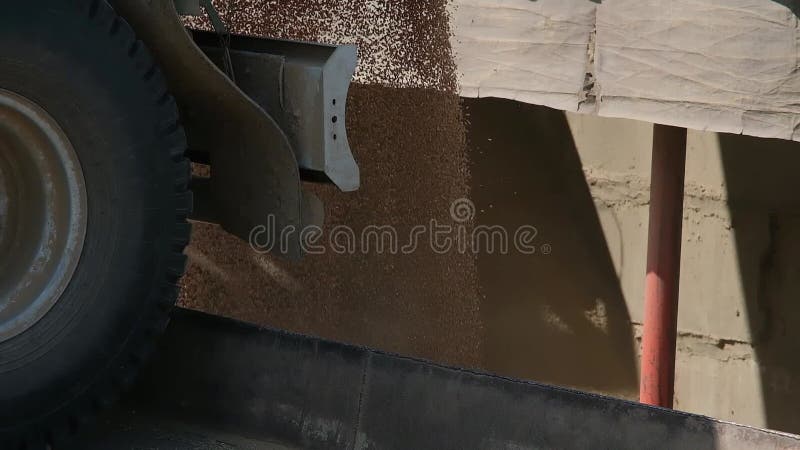 Unloading Wheat Grain from a Car at an Elevator Stock Footage - Video ...