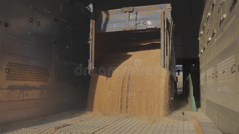 Unloading wheat in a truck stock photo. Image of gold - 20260980