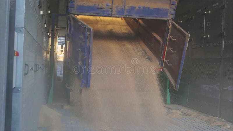 Unloading Wheat in a Warehouse with a Car. Unloading Wheat from a Truck ...