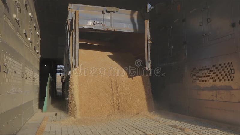 A Lot of Wheat in the Warehouse. Unloading Wheat from a Truck To a Silo ...