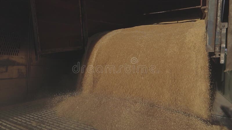 Unloading Wheat in a Warehouse with a Car. Unloading Wheat from a Truck ...