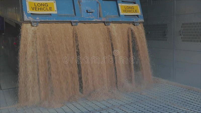 Unloading Wheat in a Warehouse with a Car. Unloading Wheat from a Truck ...