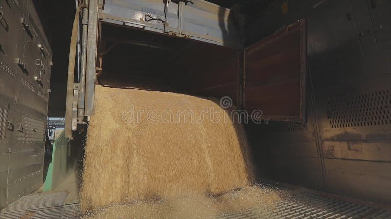 Unloading Wheat in a Warehouse with a Car. Unloading Wheat from a Truck ...