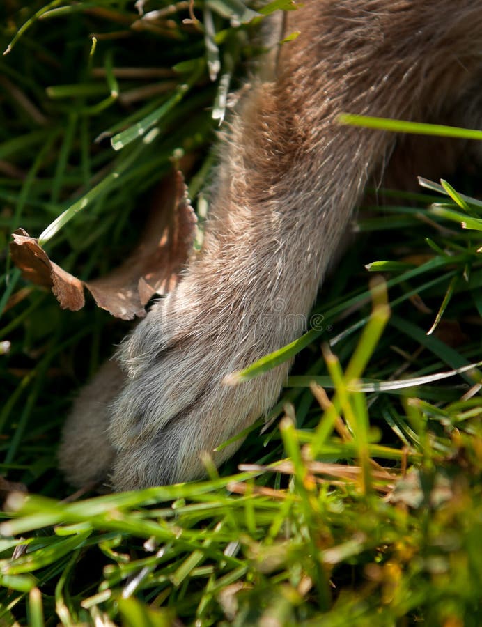 Unlucky Rabbit S Foot (Leporida) Stock Photo - Image of dead, mammal ...