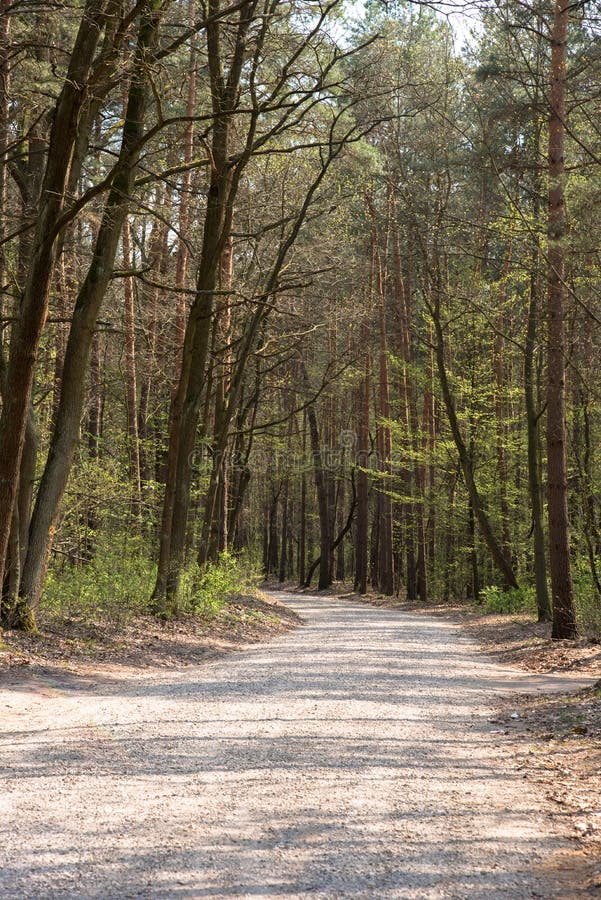 Unmade turning road stock photo. Image of countryside - 56310930