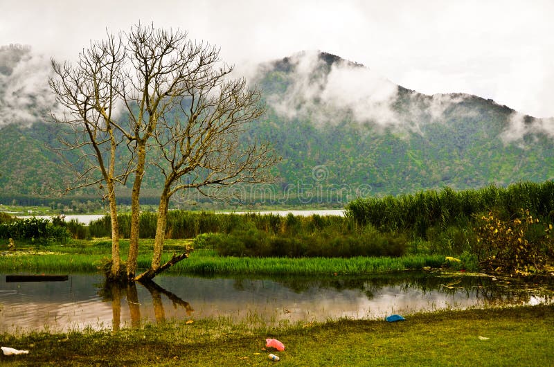 Unmaintained beauty stock image. Image of tree, scenery - 23198341