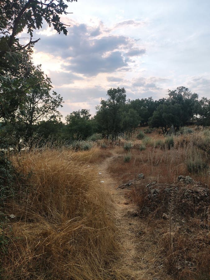 Unmarked Dirt Path Winding through an Endless, Arid Grassland Under the ...