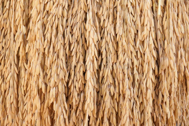 Unmilled rice stock photo. Image of agriculture, pile - 88005308