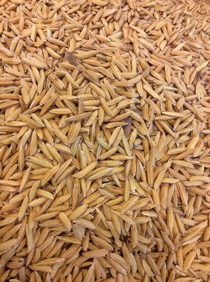 Unmilled rice stock photo. Image of grain, rice, paddy - 52453912