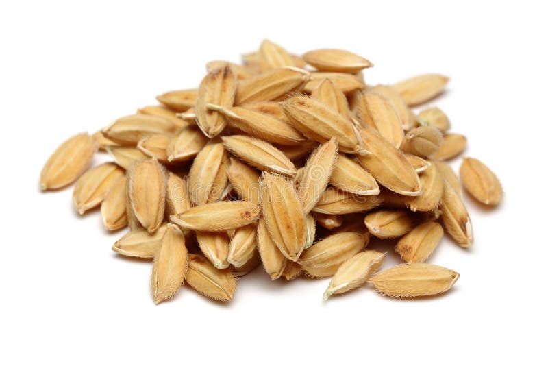 Unmilled rice grains stock photo. Image of carbohydrate - 37613980