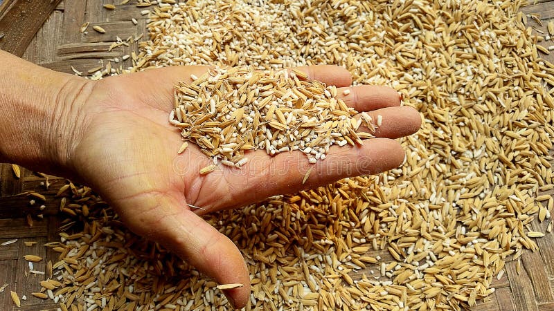 Unmilled rice stock photo. Image of grain, rice, paddy - 52453912