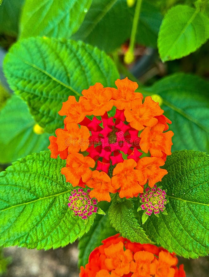 Unnaemed Flower Rising Beauty Stock Photo - Image of unnaemed, coloring ...