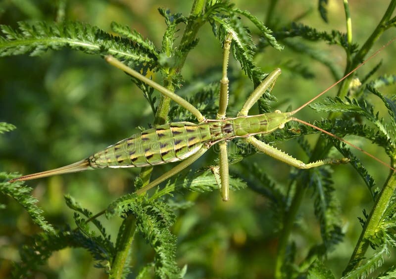 Uno De Los Insectos Más Grandes Foto de archivo - Imagen de verde, raro ...