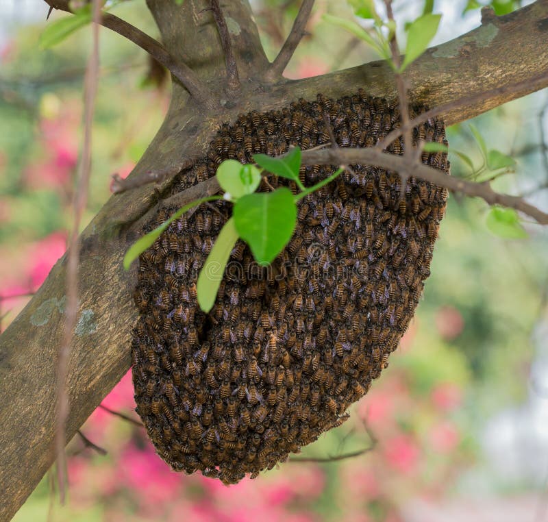 Sciame degli api del miele fotografia stock. Immagine di multiplo ...