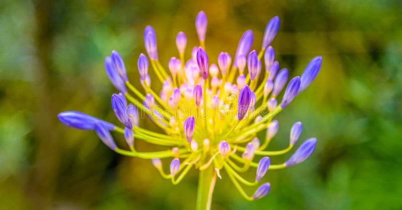 Unopened Agapanthus Flower Buds Stock Photo - Image of unopened ...