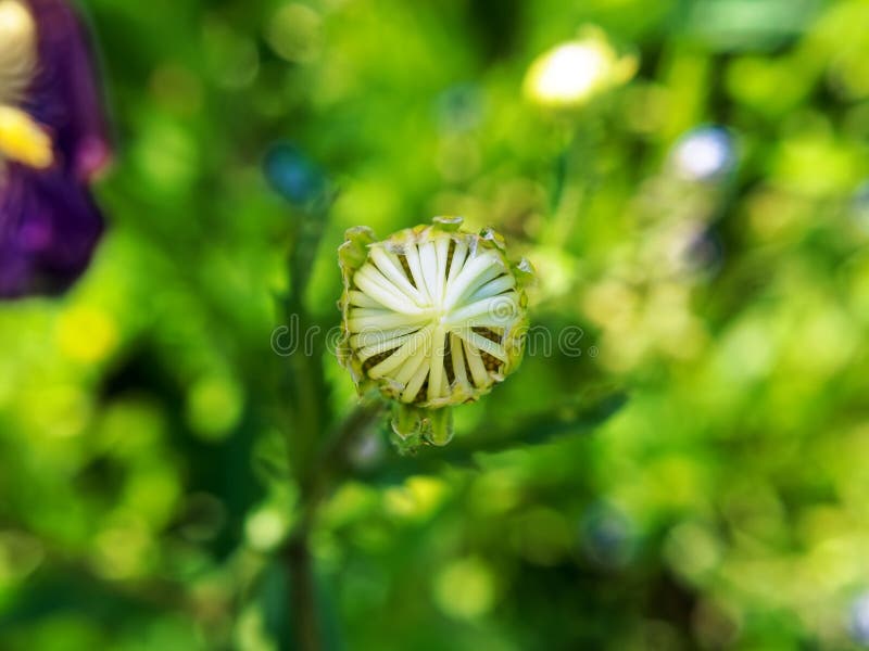 Unopened Aster Flower in the Garden Stock Photo - Image of flower ...